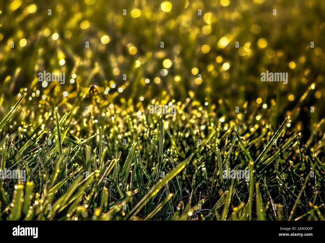The Dew Effect Stock Photo - Alamy
