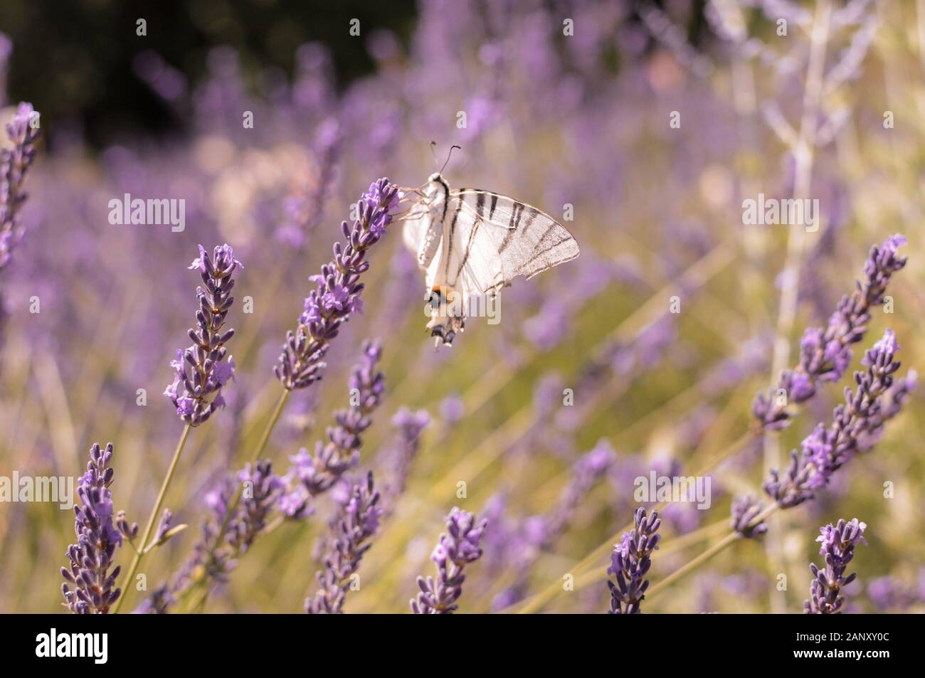 Butterfly sitting on lavender. Beautiful purple lavender field Stock ...