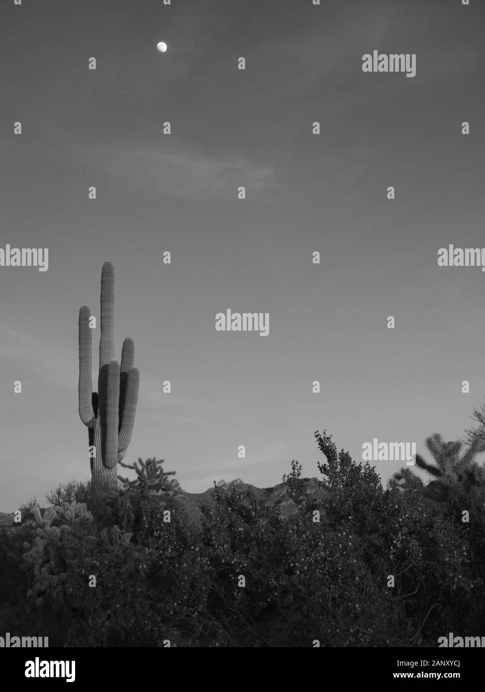 Moon rise over Saguaro cactus in the Superstition Mountains of Arizona ...