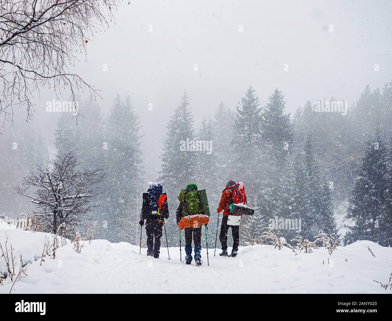 Three travelers in the winter forest walk along the trail in heavy snow ...