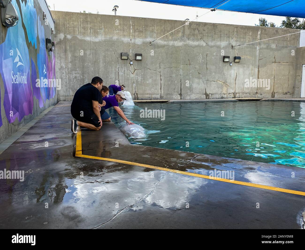Orlando,FL/USA-1/17/20: A man and woman educating visitors Beluga ...