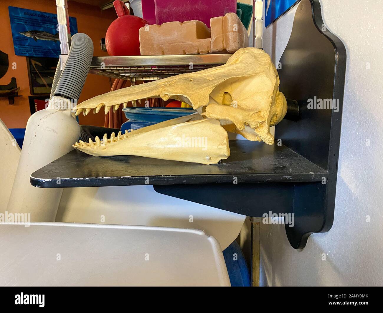 Orlando,FL/USA-1/17/20: A skull from a Beluga Whale on display for ...