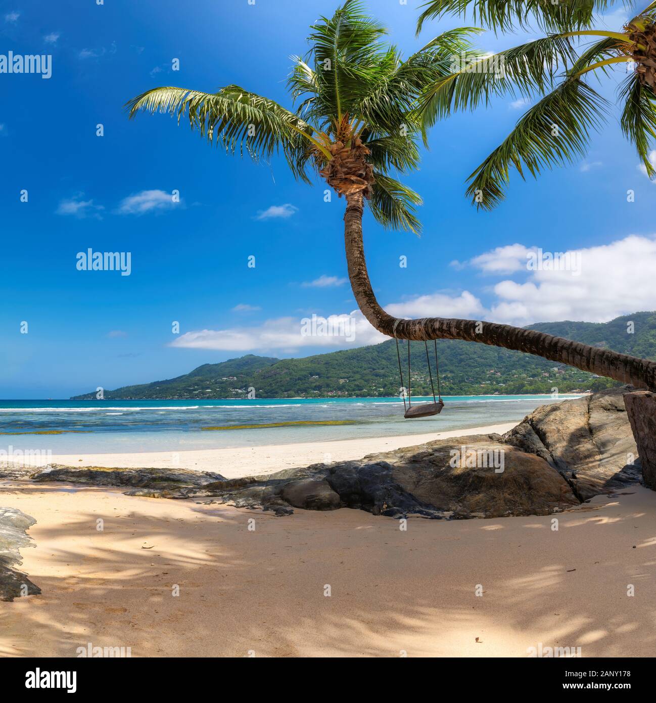 Beautiful coco palm on exotic tropical island Stock Photo - Alamy