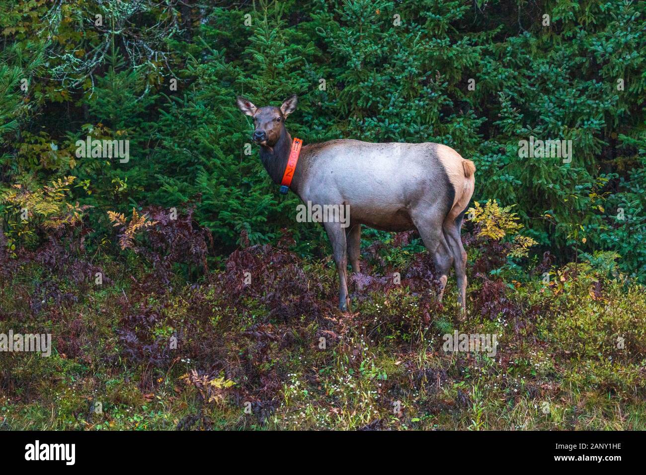 Wearing tracking collar hi-res stock photography and images - Alamy