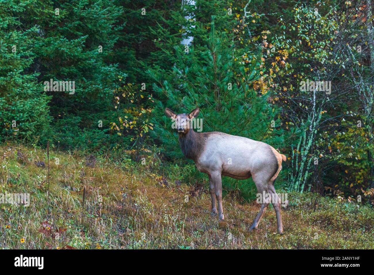 Female elk hi-res stock photography and images - Alamy