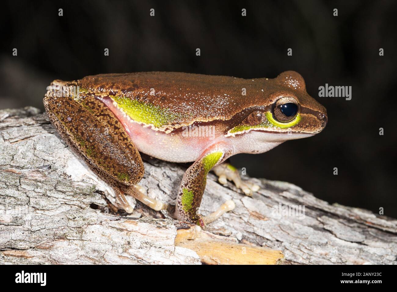 Blue Mountains Tree Frog Stock Photo - Alamy