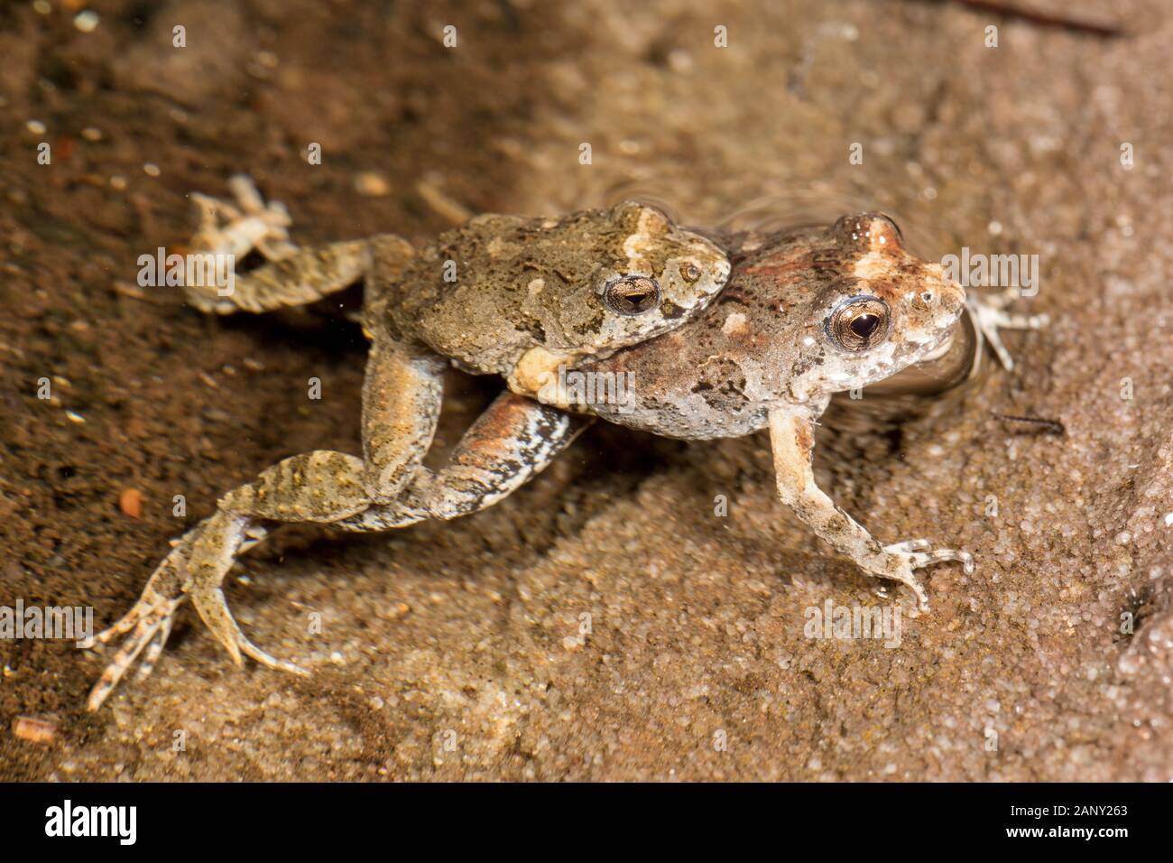 Common Eastern Froglet High Resolution Stock Photography and Images - Alamy