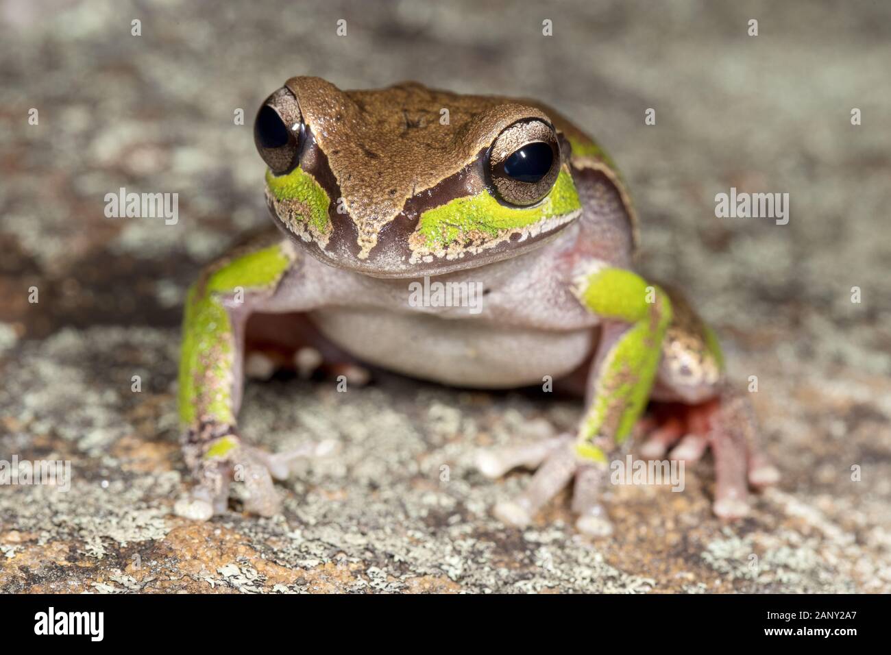 Blue Mountains Tree Frog Stock Photo - Alamy