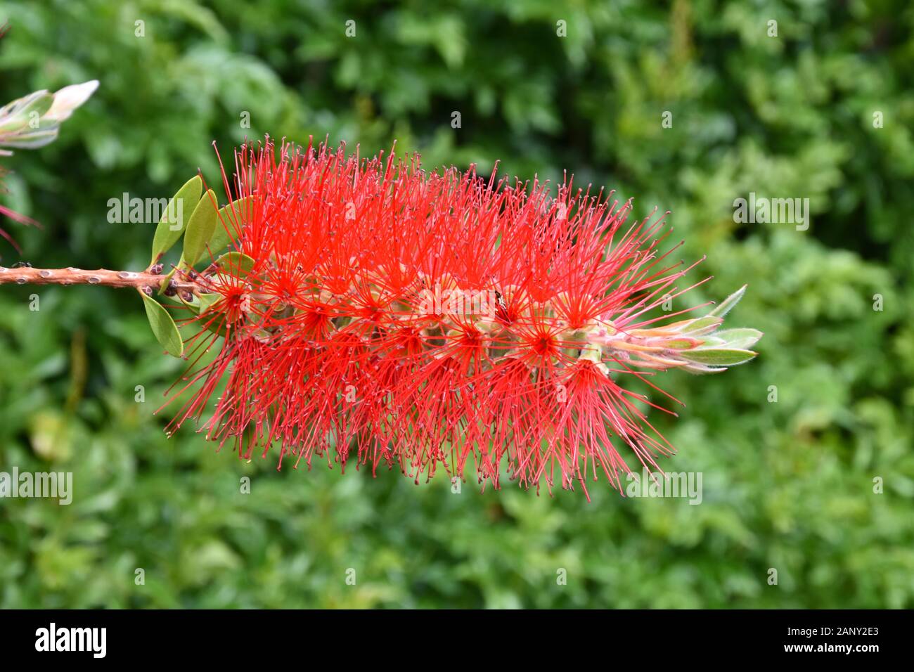 Bottle brush shrub hi-res stock photography and images - Alamy