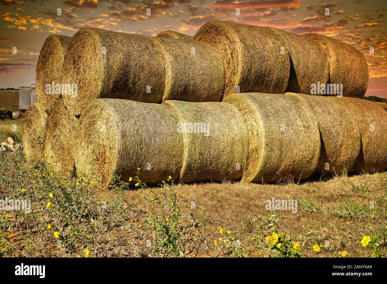 lots of round hay stacks Stock Photo - Alamy