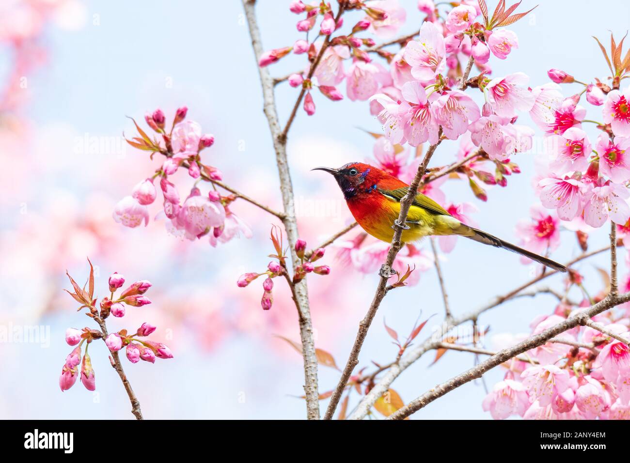 Colorful Mrs. Gould’s Sunbird on blooming wild himalayan cherry Stock ...