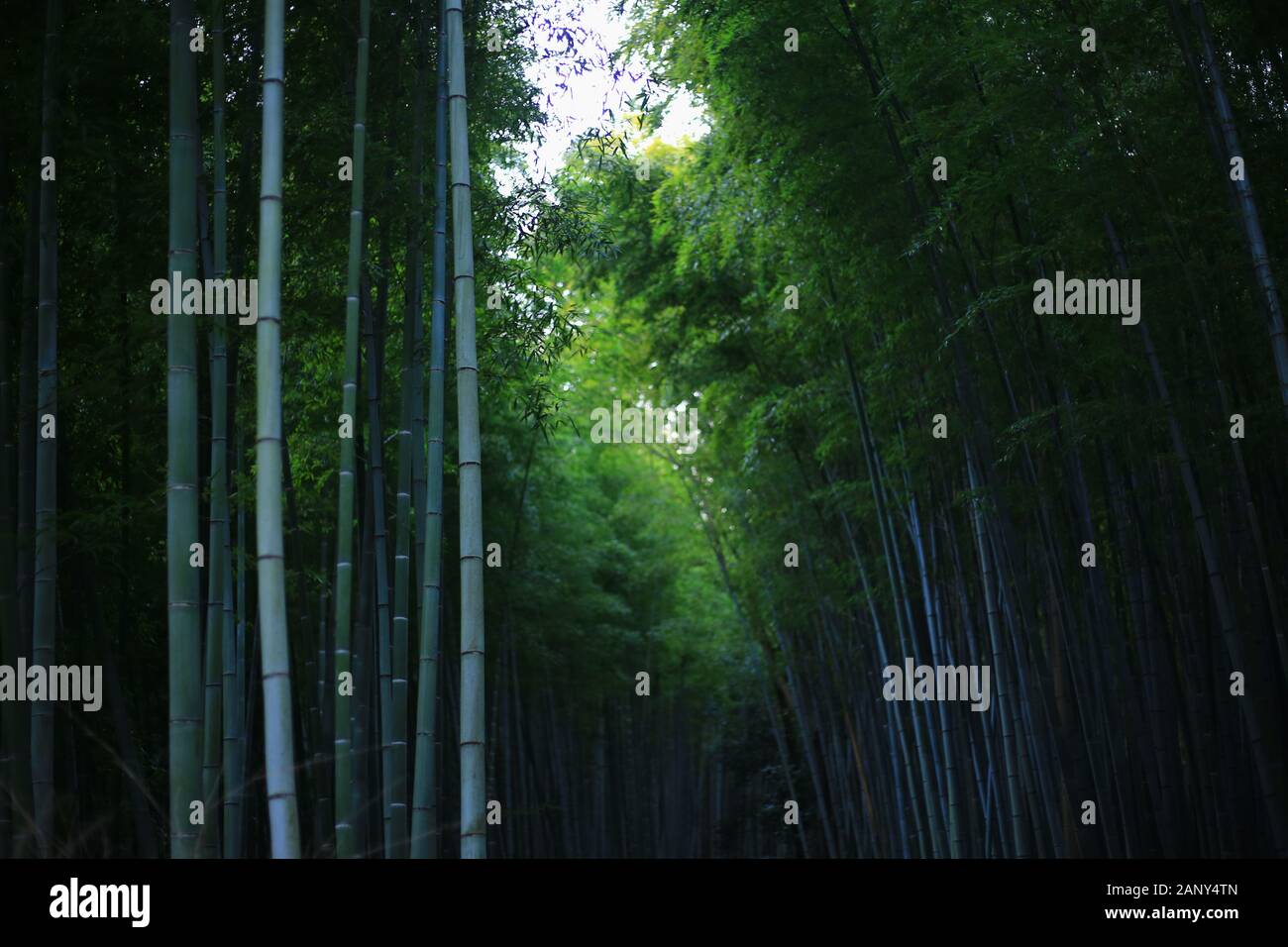 Thick bamboo hi-res stock photography and images - Alamy