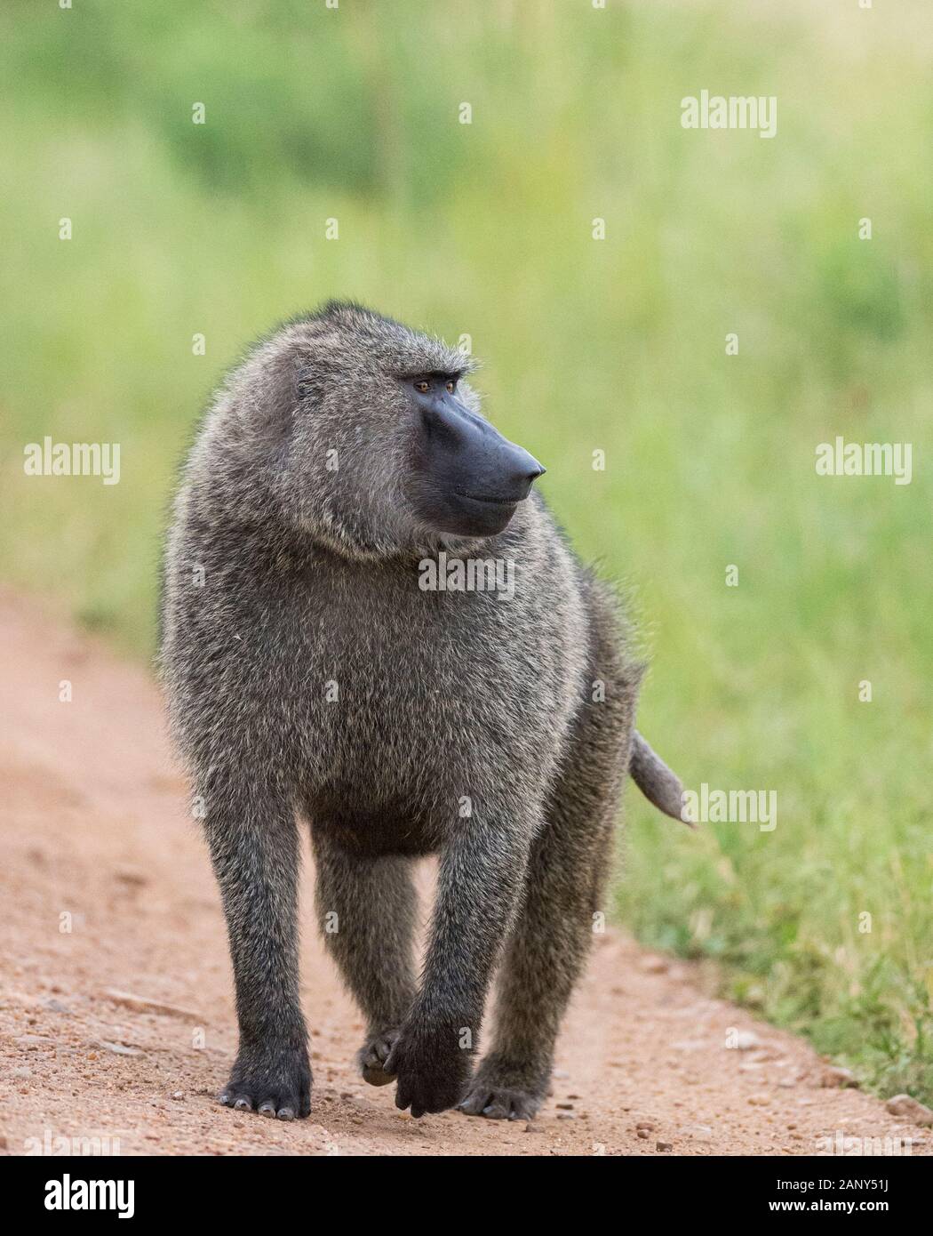 Baboon Monkey walking on a forest path in Masai Mara, Kenya, Africa ...