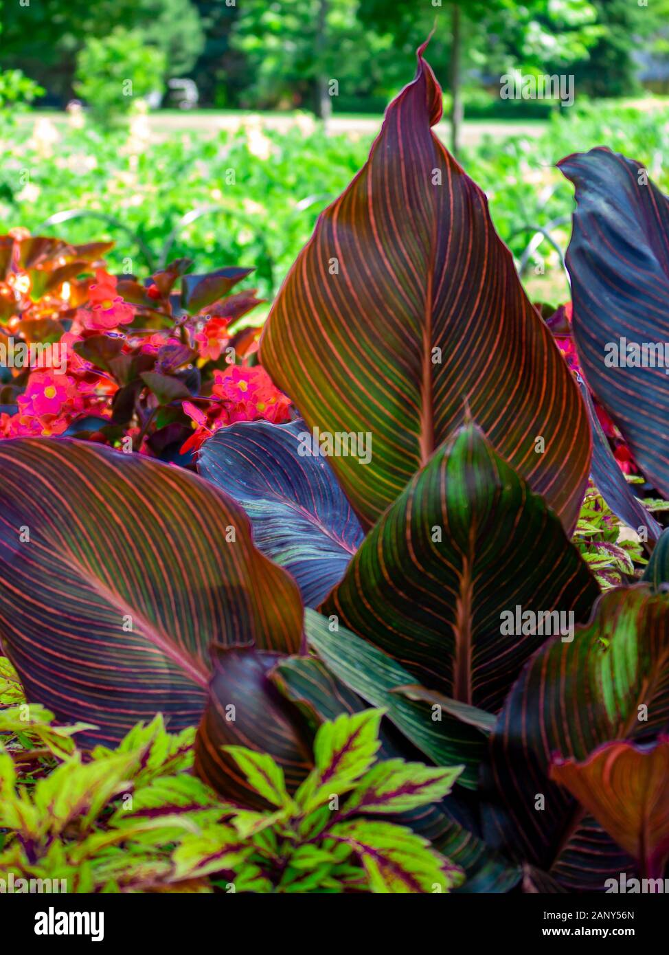 The large leaves of a plant in the genus Canna are seen in the ...