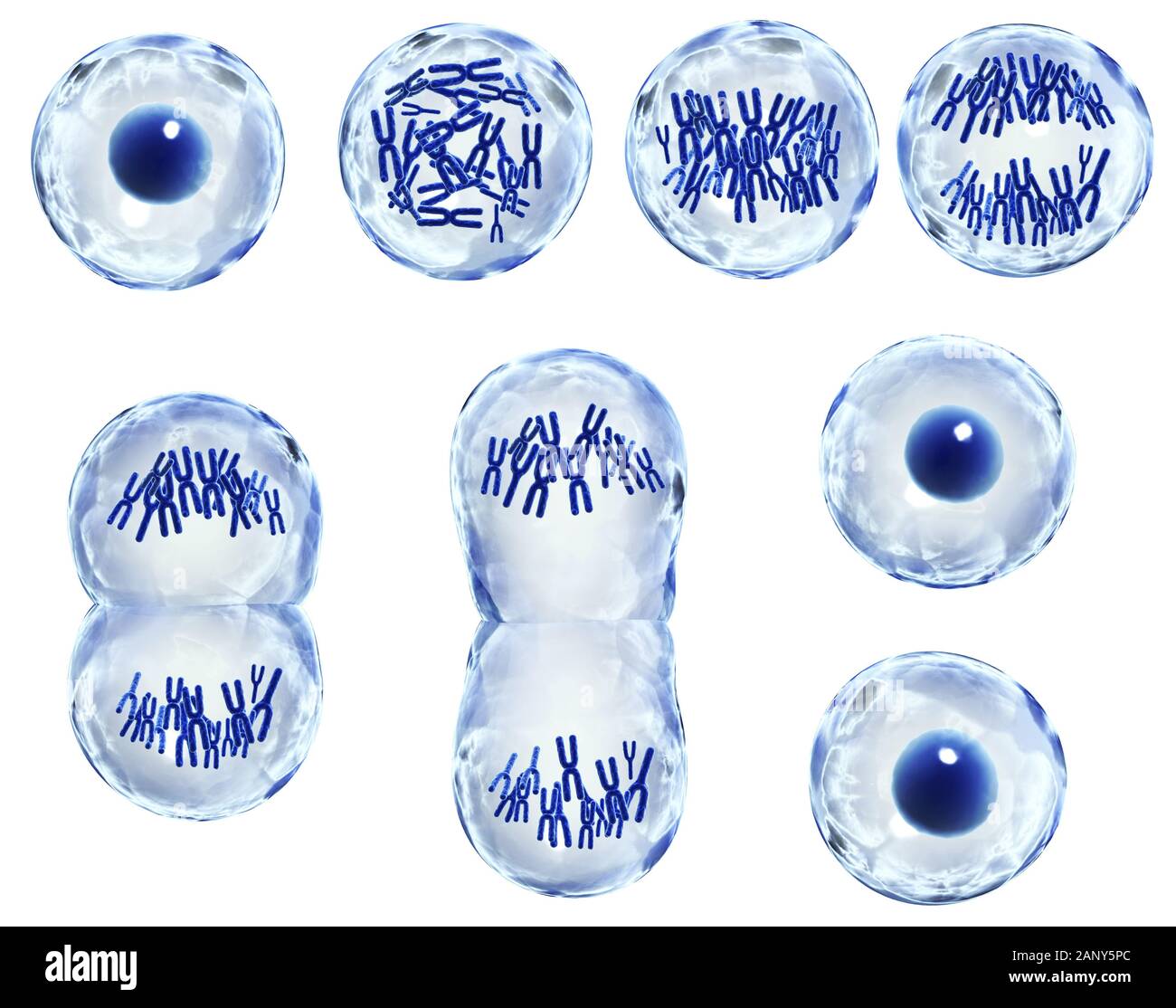 Mitosis process. Division of cell. Isolated on white background. 3d ...