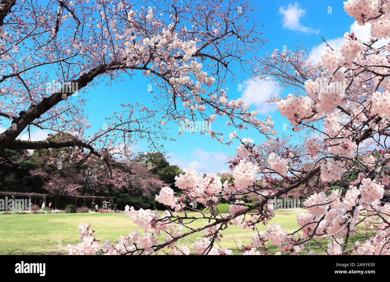 Japanese hanami festival when people enjoy sakura blossom. Cherry ...