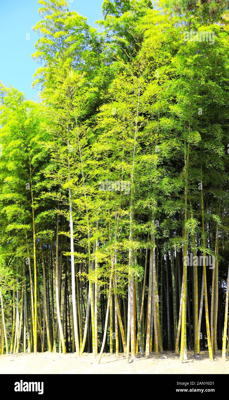 Thicket of bamboo in Koishikawa Korakuen garden, Okayama, Japan Stock ...
