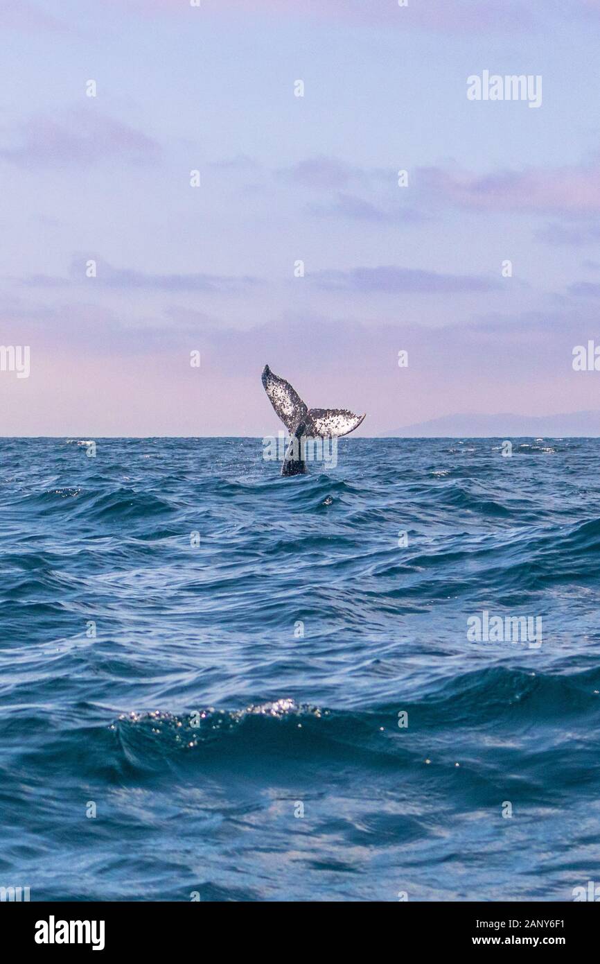 Isla ballena hi-res stock photography and images - Alamy