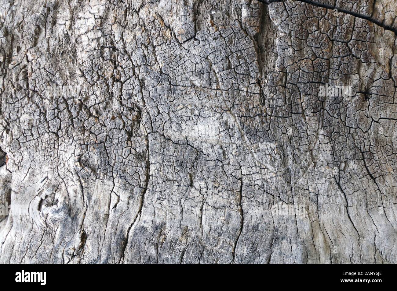 Texture of the bark of an old sycamore tree. Close up platanus bark ...