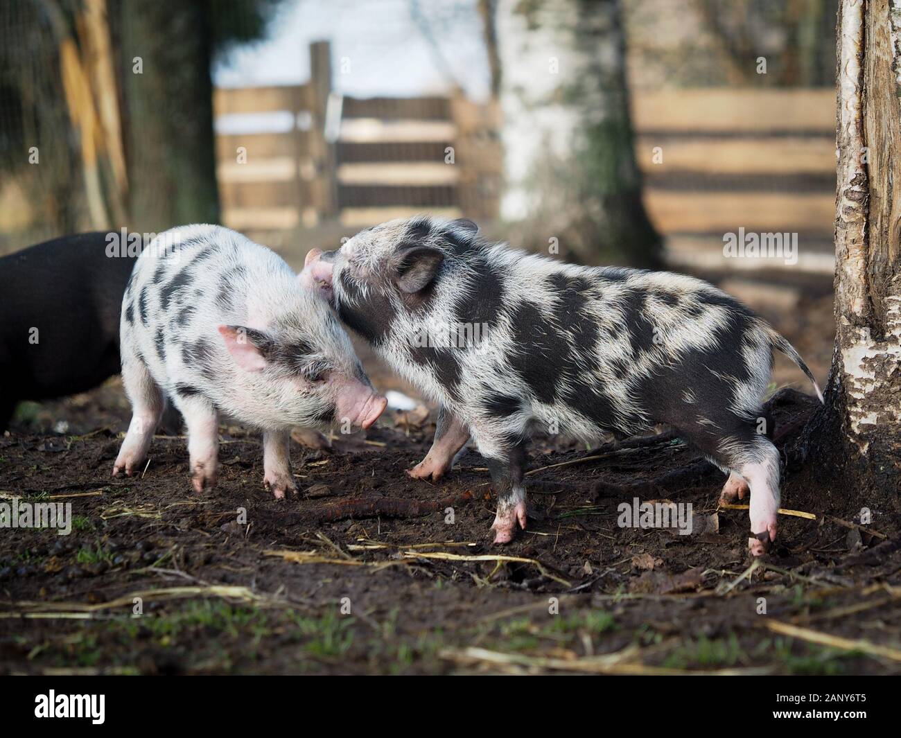 Cute plump little pigs play happily on the farm Stock Photo - Alamy