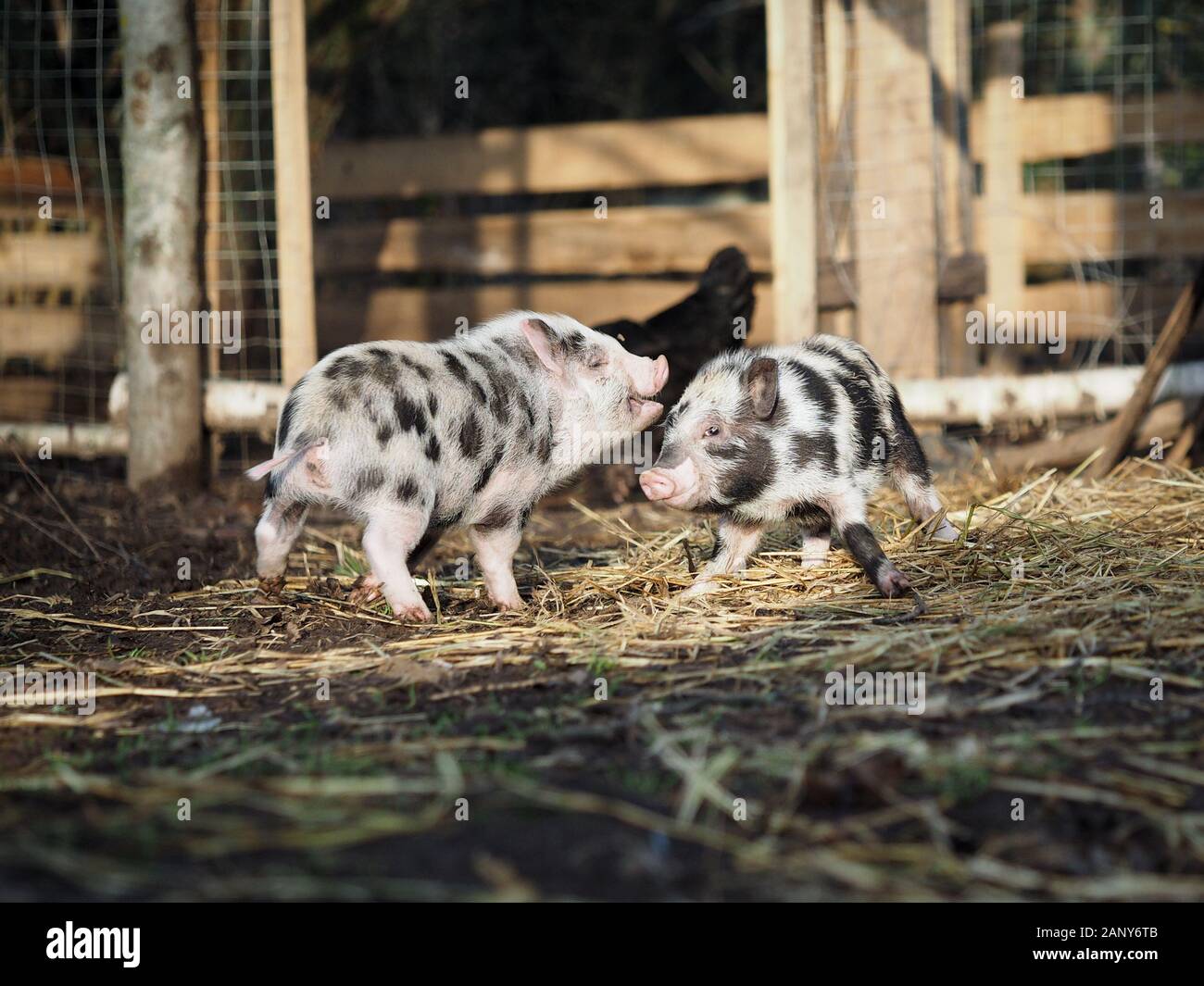 Cute plump little pigs play happily on the farm Stock Photo - Alamy