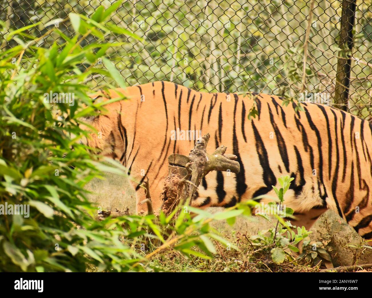 Tiger fur pattern hi-res stock photography and images - Alamy