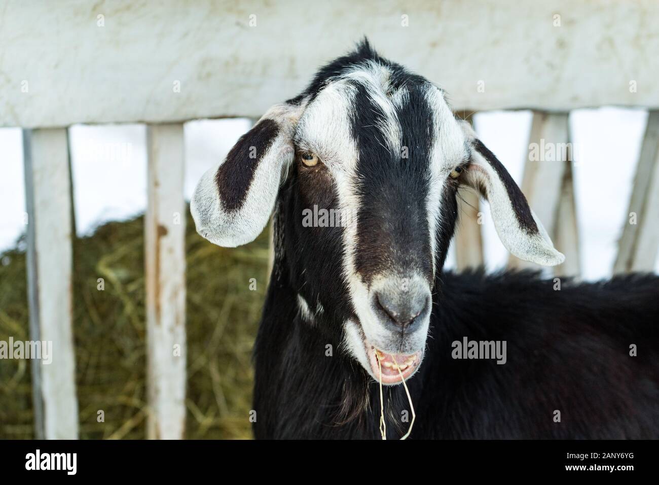 Close up portrait of funny cute goat. Beautiful Goat farm animal at ...