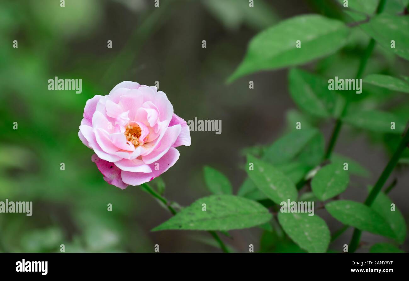 Rose Of Castile High Resolution Stock Photography and Images - Alamy