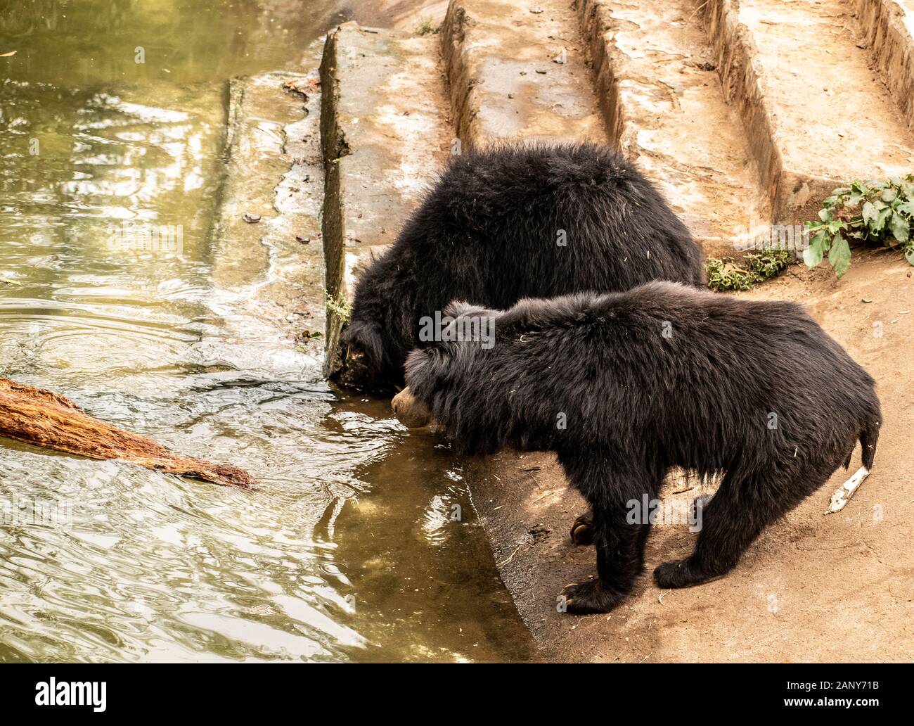 Alaska bear skin hi-res stock photography and images - Alamy