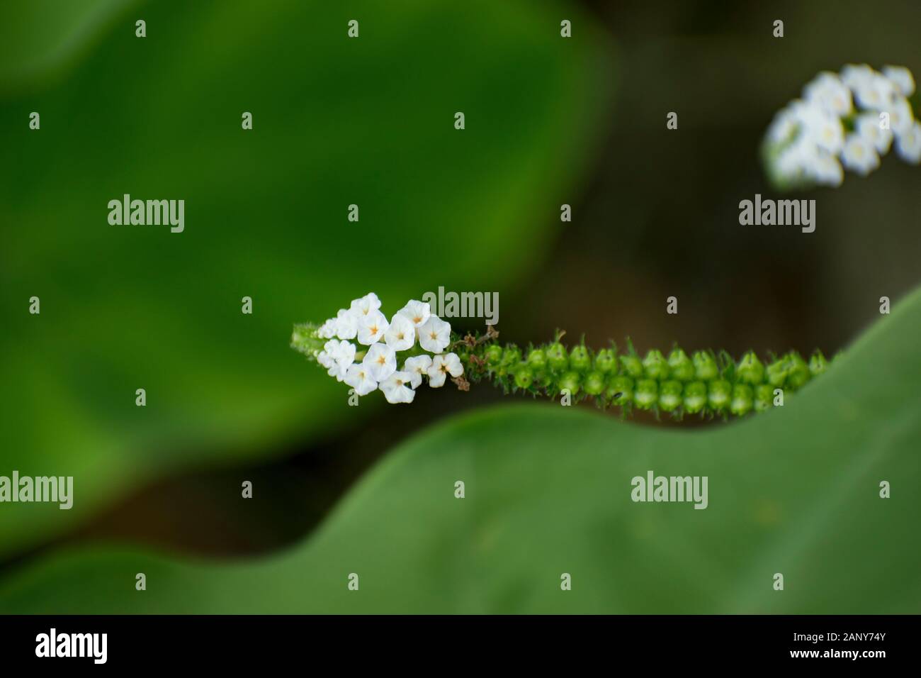 A flower, sometimes known as a bloom or blossom, is the reproductive ...