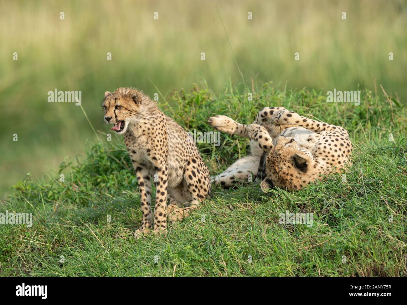 Young cheetah sitting while mother cheetah is sleeping at Masai Mara ...