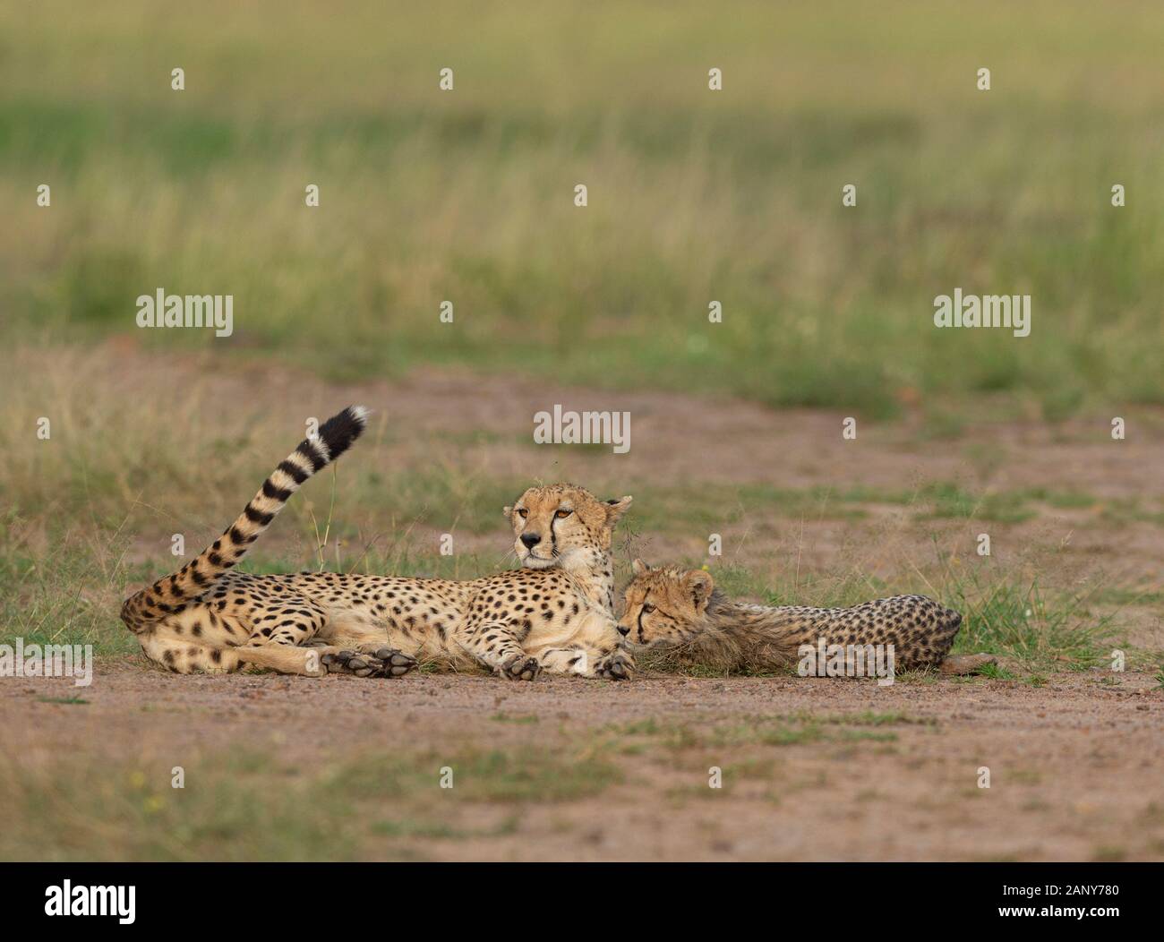 Cheetah family on the savanna hi-res stock photography and images - Alamy