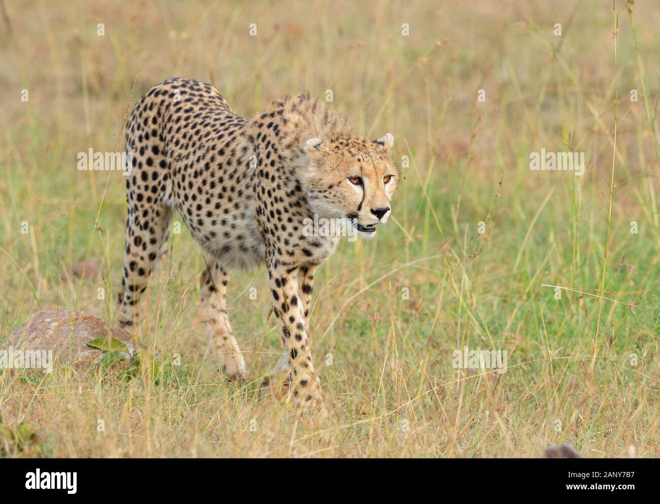 Cheetah Hunt Zebra High Resolution Stock Photography and Images - Alamy