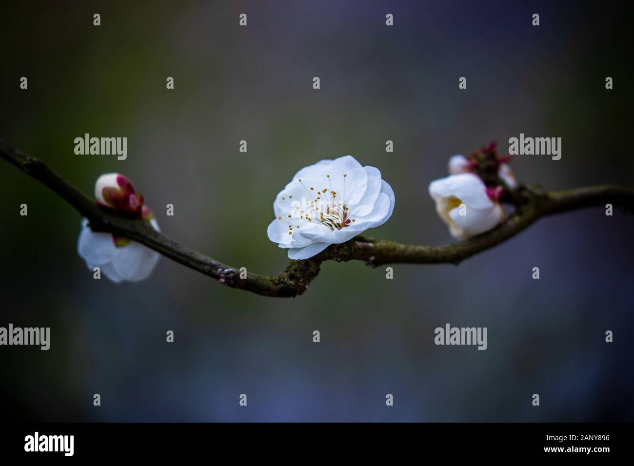 Chongqing, Chongqing, China. 20th Jan, 2020. Chongqing, CHINA-The plum ...