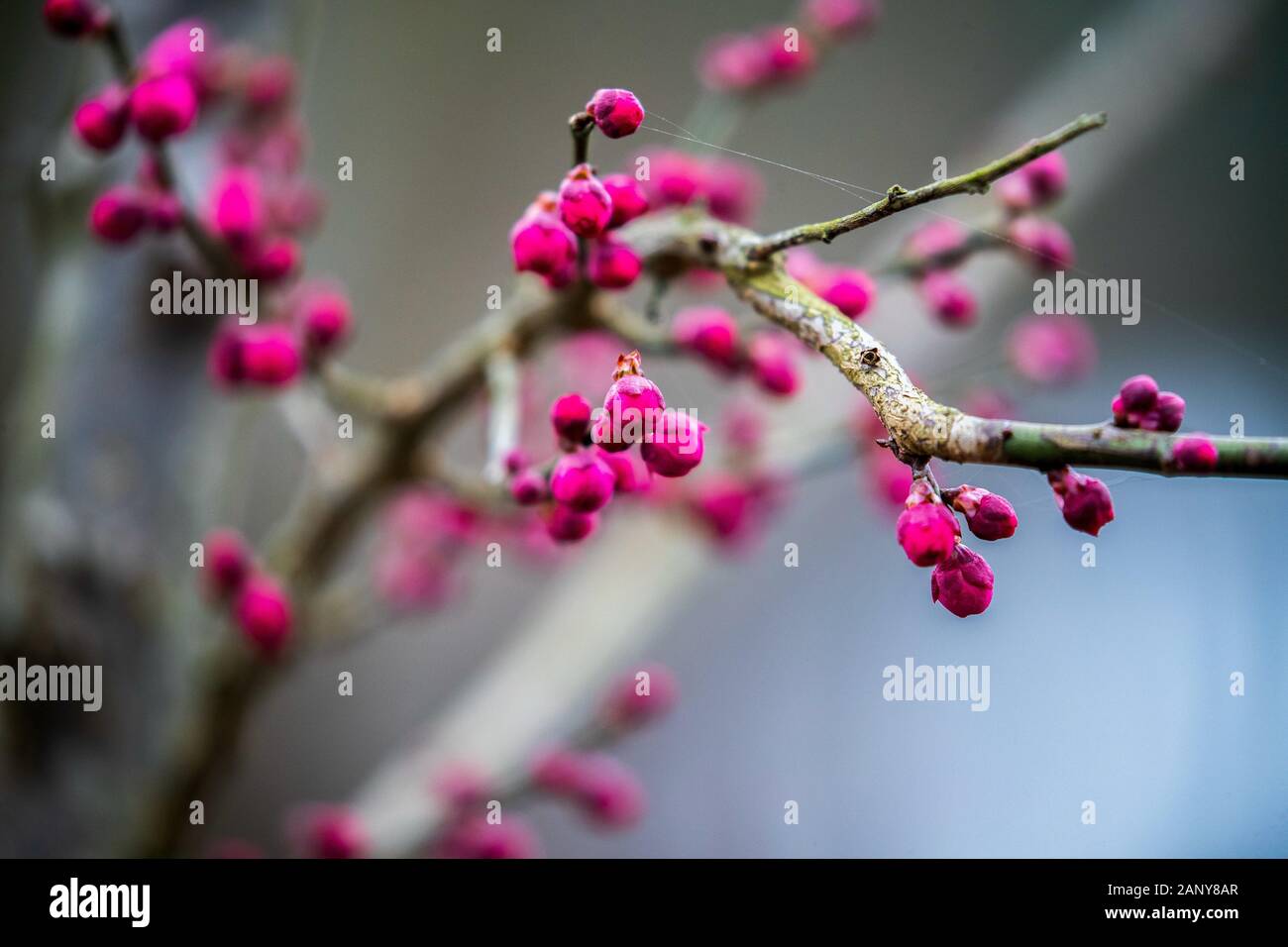 Chongqing, Chongqing, China. 20th Jan, 2020. Chongqing, CHINA-The plum ...