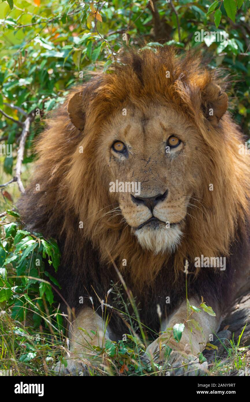 Portrait of Great Caesar(Male Lion) from Notches seen near Mara River ...