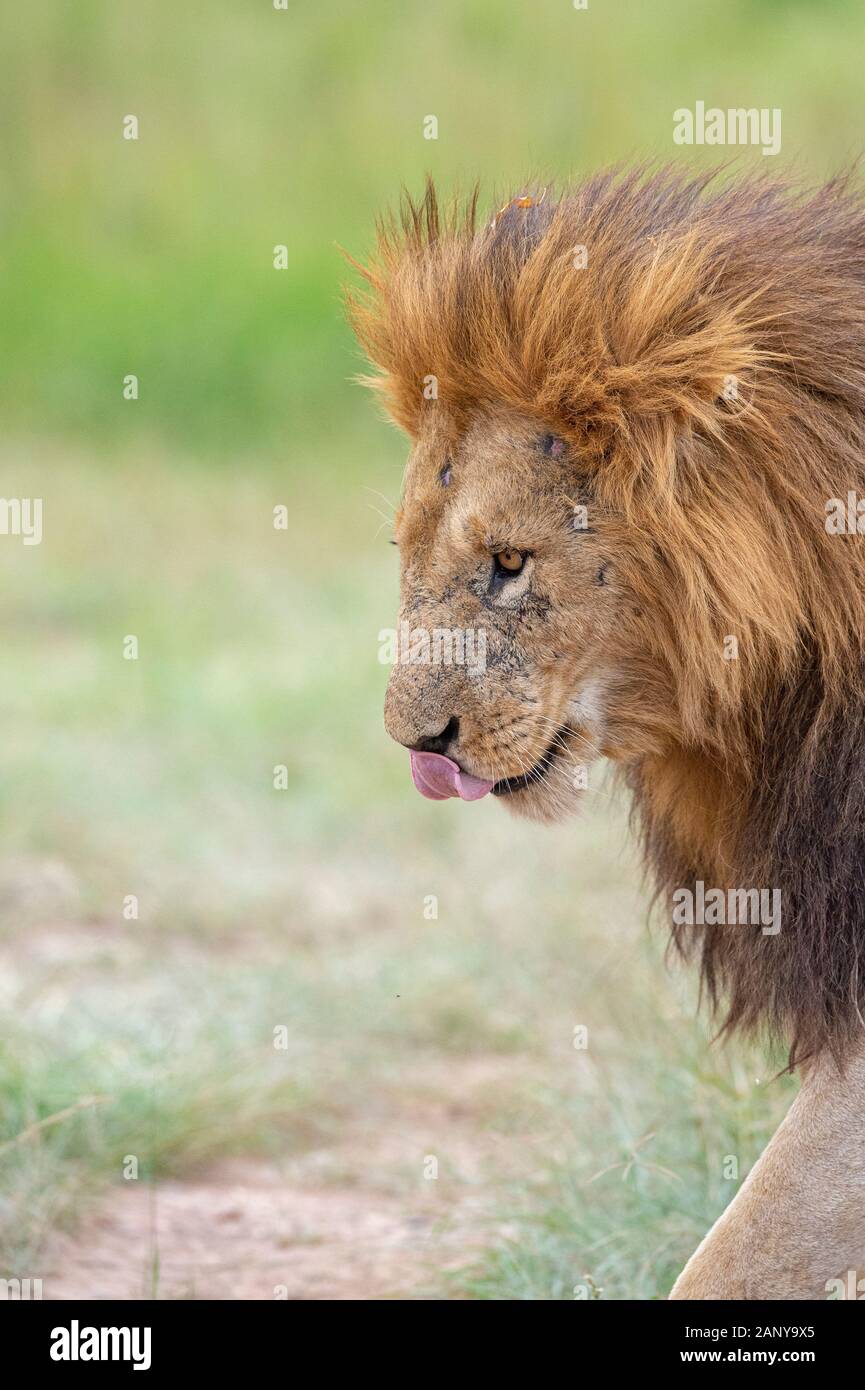 Male Lion Great Caesar from Notches seen near Mara River, Masai Mara ...