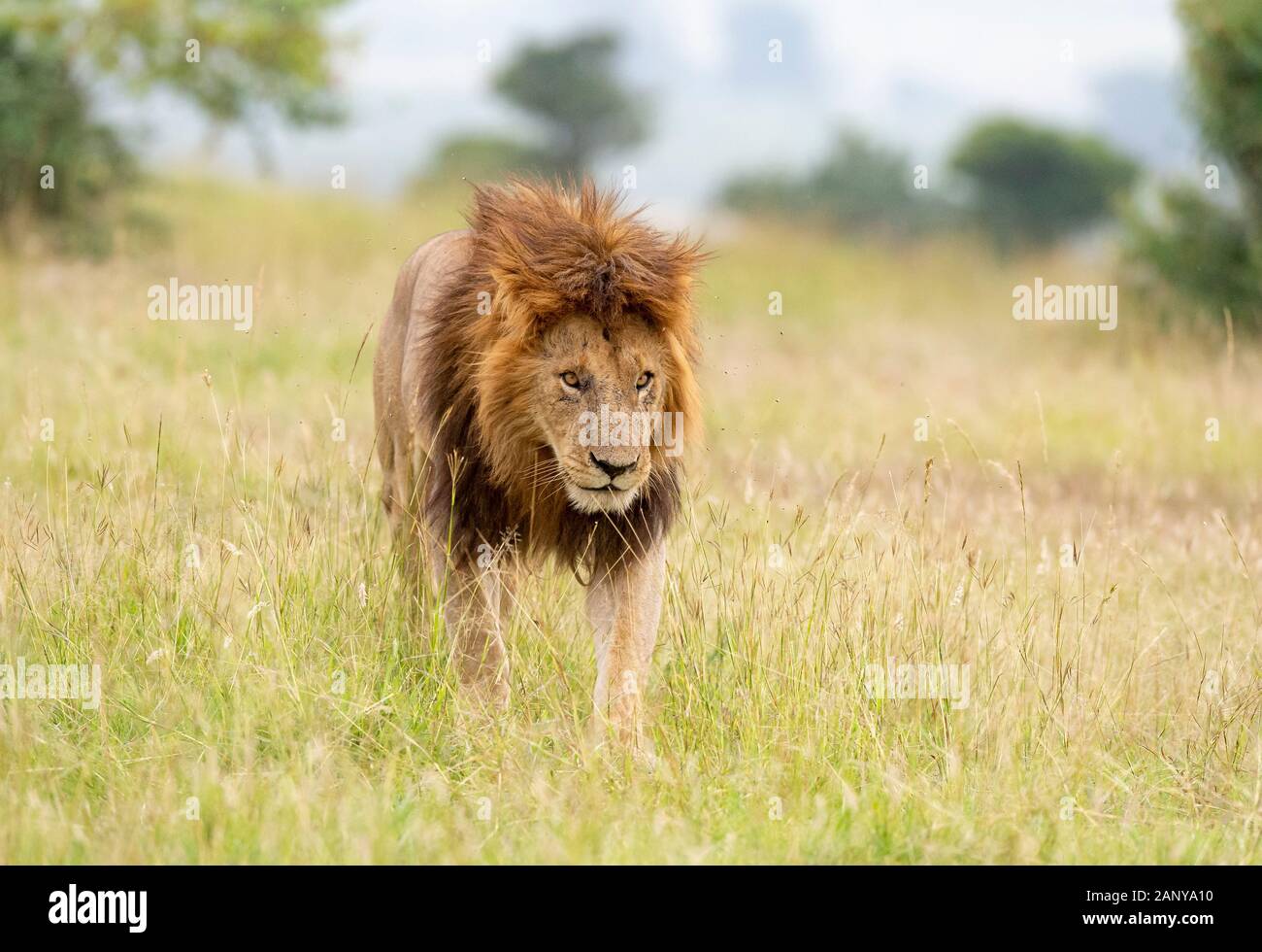 Male Lion Great Caesar from Notches seen near Mara River, Masai Mara ...