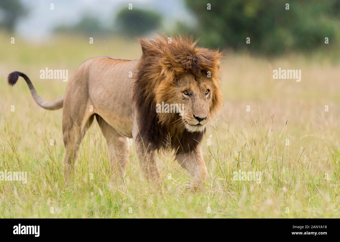 Male Lion Great Caesar from Notches seen near Mara River, Masai Mara ...