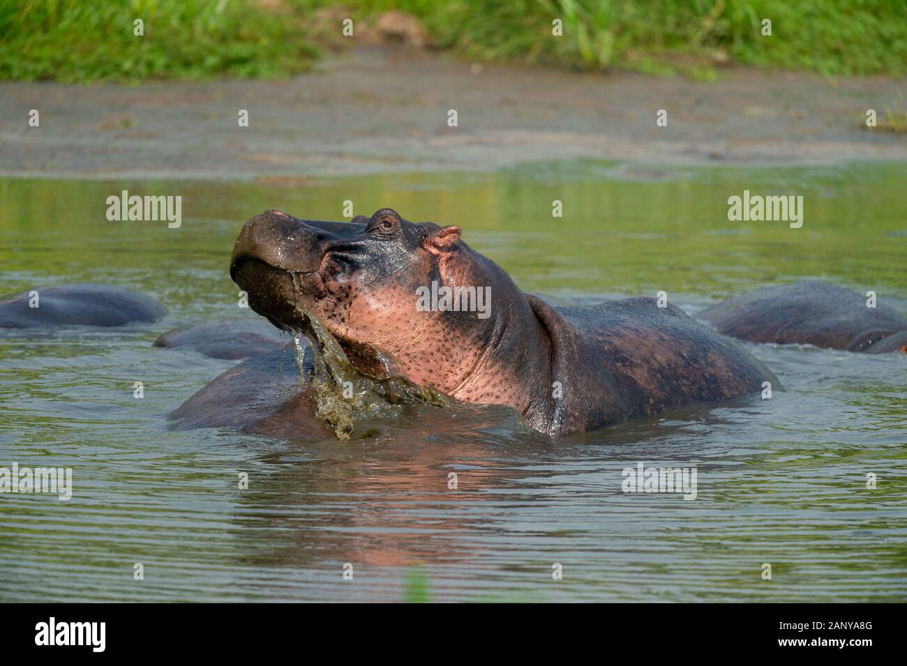 Hippo playing in a water hole in Masai Mara Game Reserve, Kenya, Africa ...