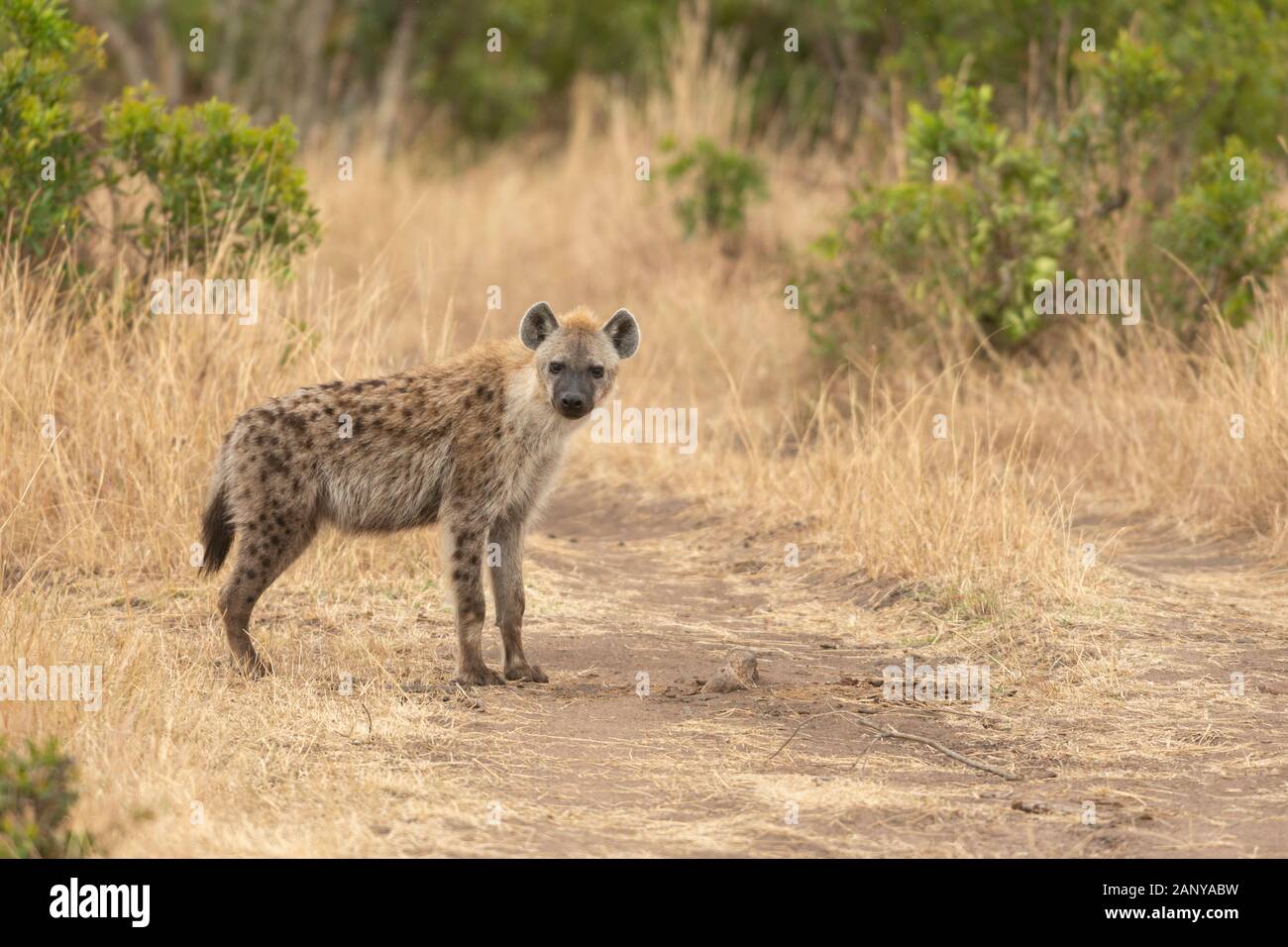 Sotted Hyena crossing the forest path in the morning light at Masai ...