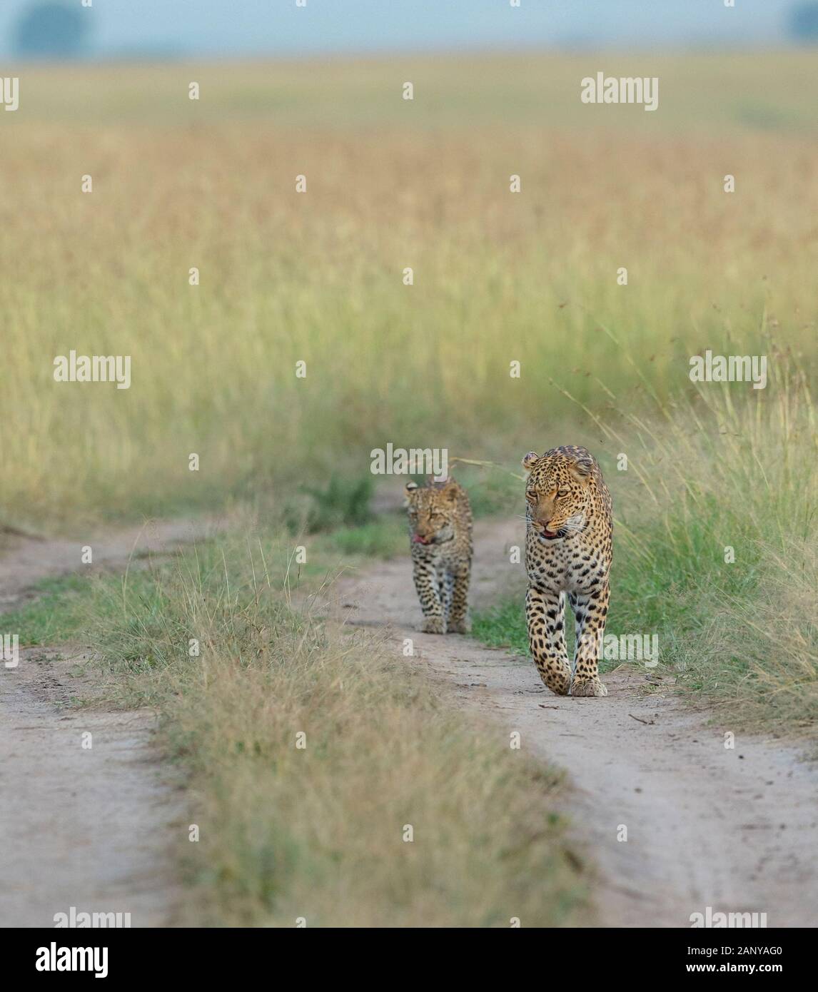 Leopard female is walking with young leopard cub on forest Trail at ...
