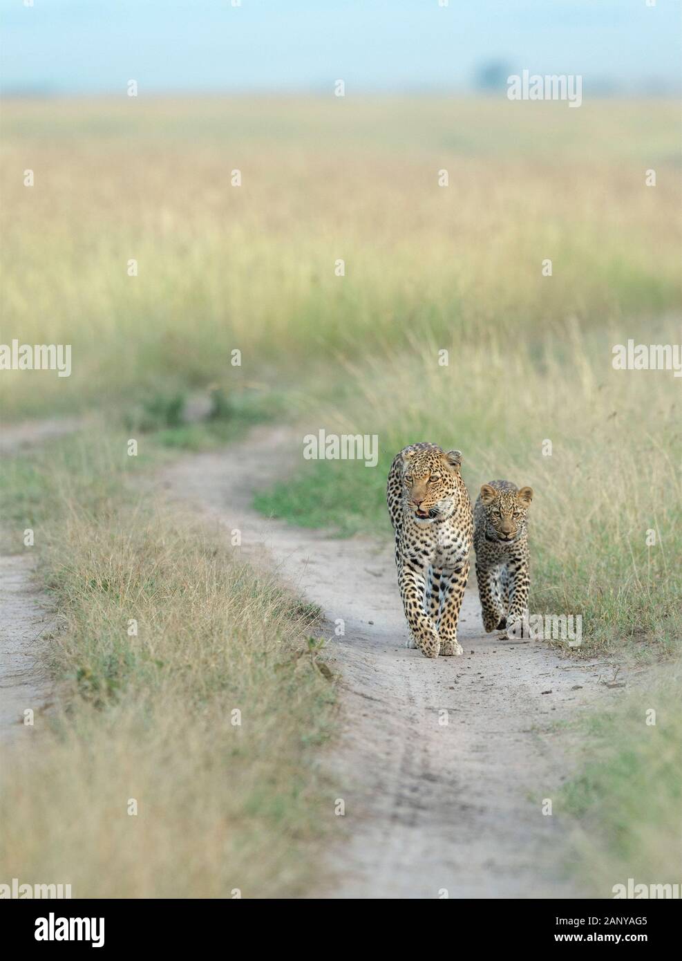Leopard female is walking with young leopard cub on forest Trail at ...