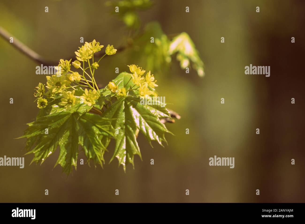 Flowers and young leaves of a maple tree in spring day close-up. Retro ...
