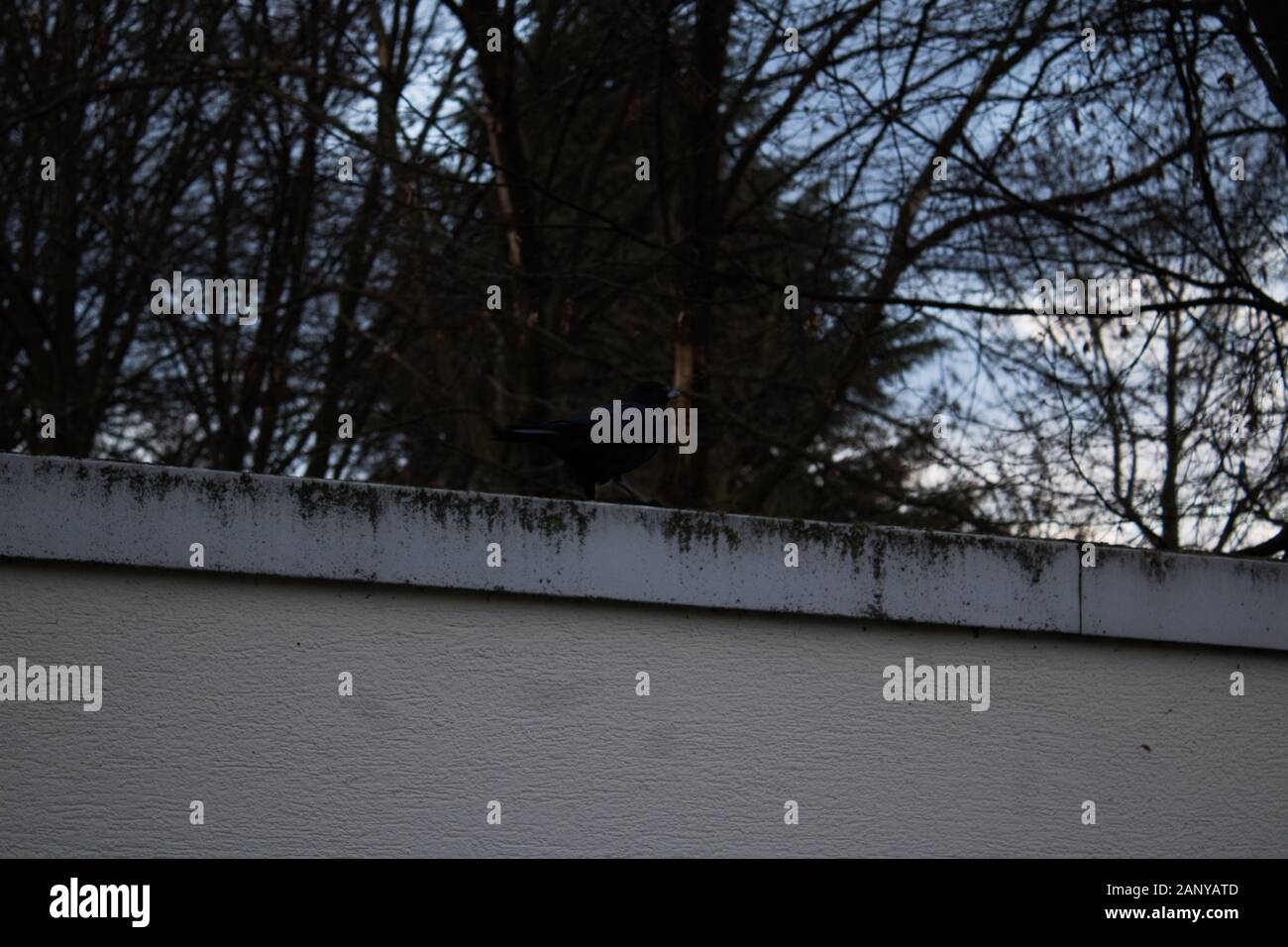 Photo of a crow on a wall Stock Photo - Alamy