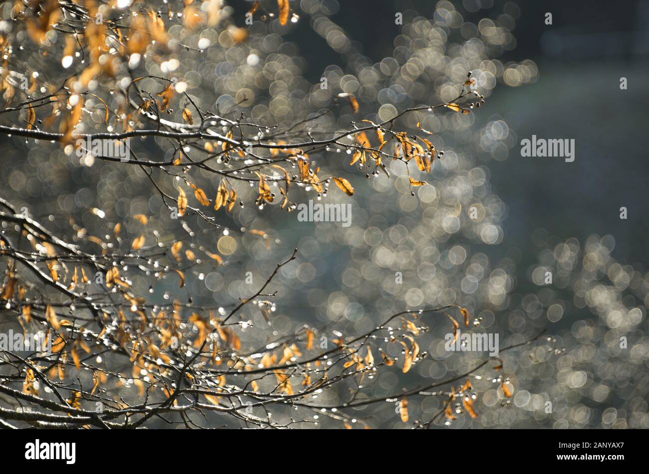Branches of a littleleaf Linden Tilia cordata with dry corymbose ...