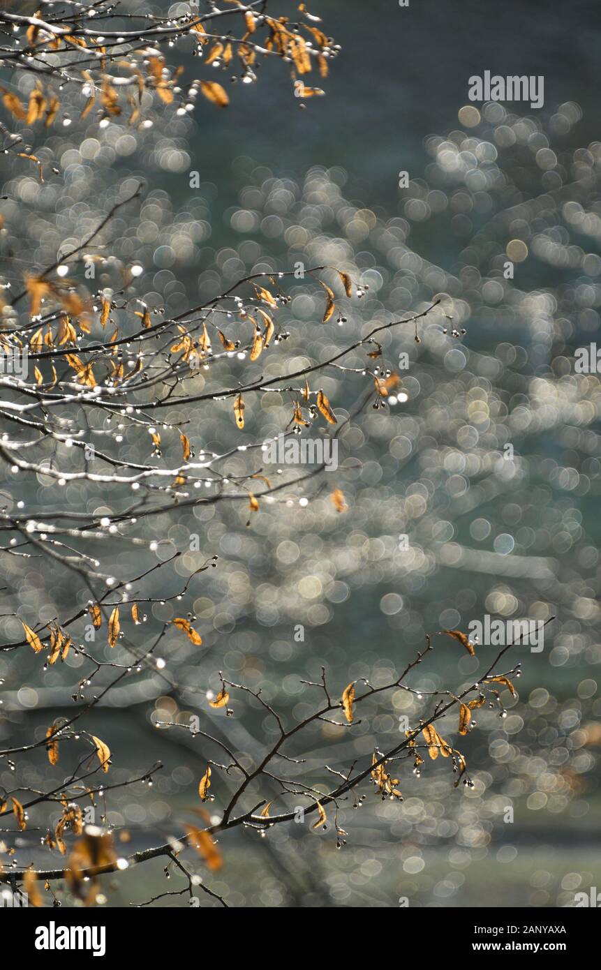 Branches of a littleleaf Linden Tilia cordata with dry corymbose ...