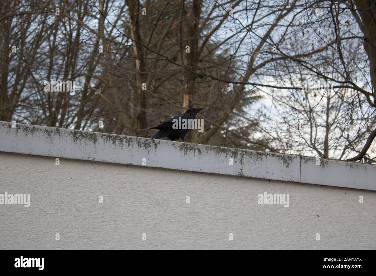 Photo of a crow on a wall Stock Photo - Alamy