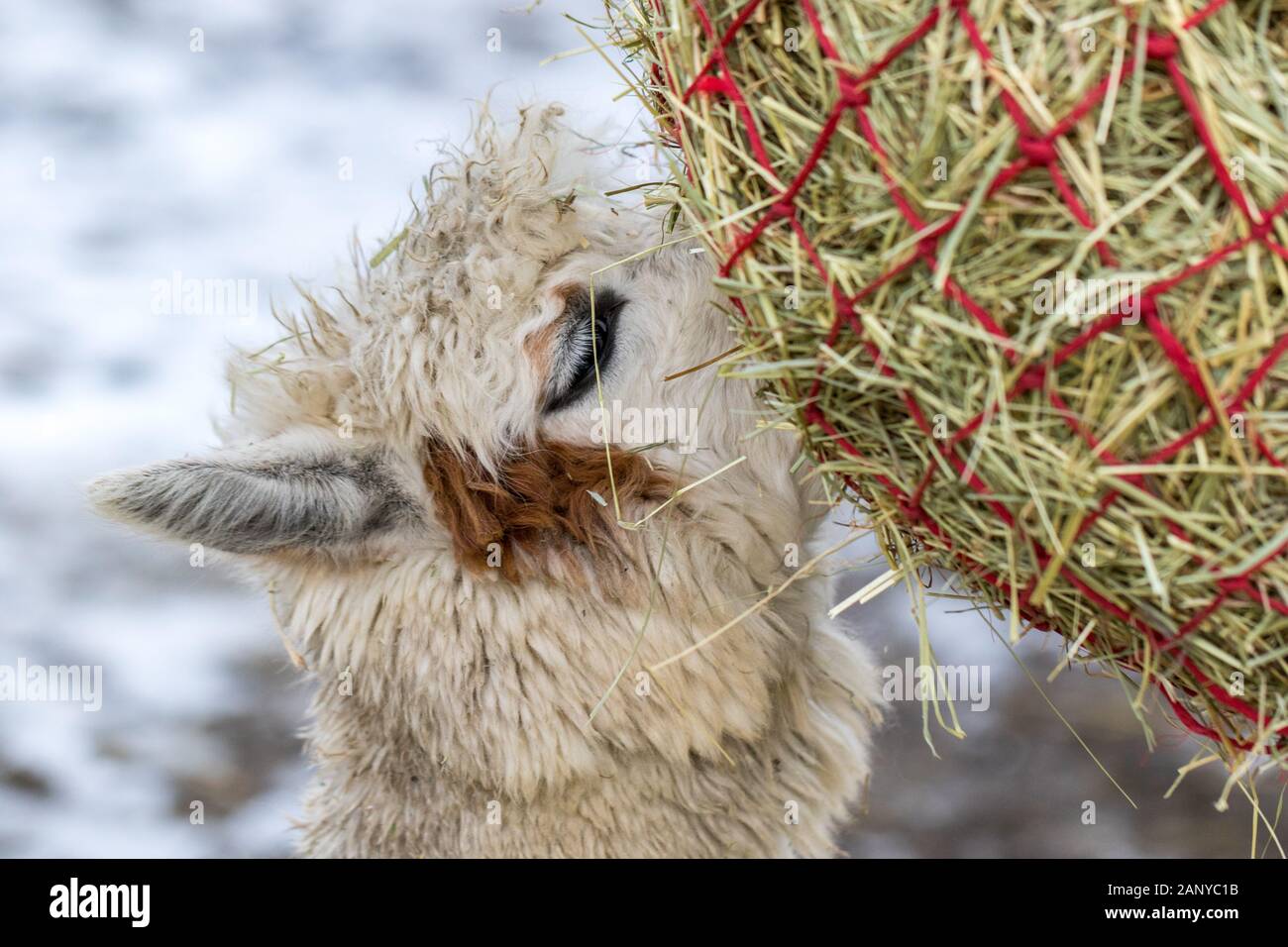 A funny alpaca close-up eating grass and chewing. Beautiful llama farm ...