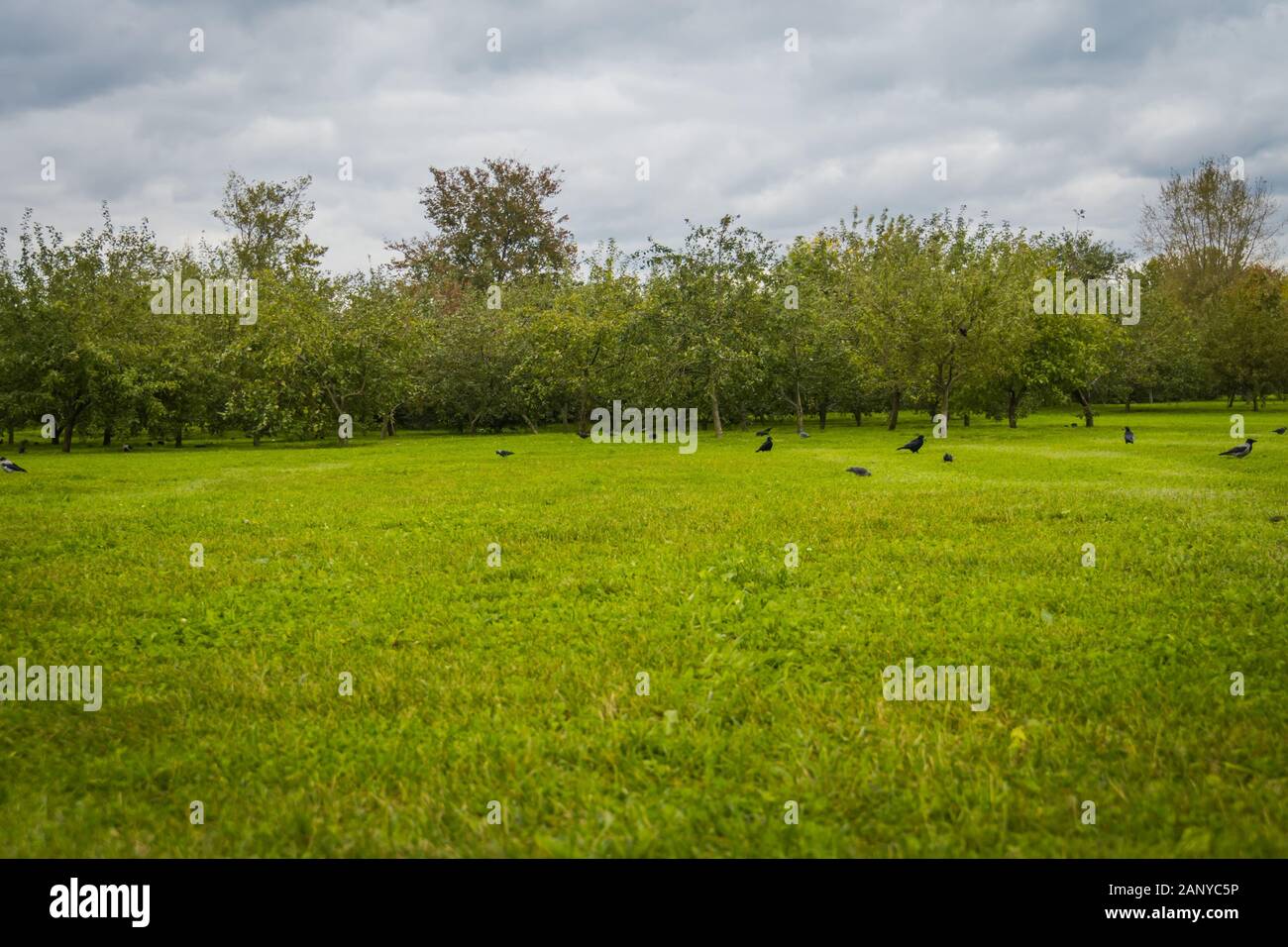 City ravens walking on the lawn in the park background Stock Photo - Alamy